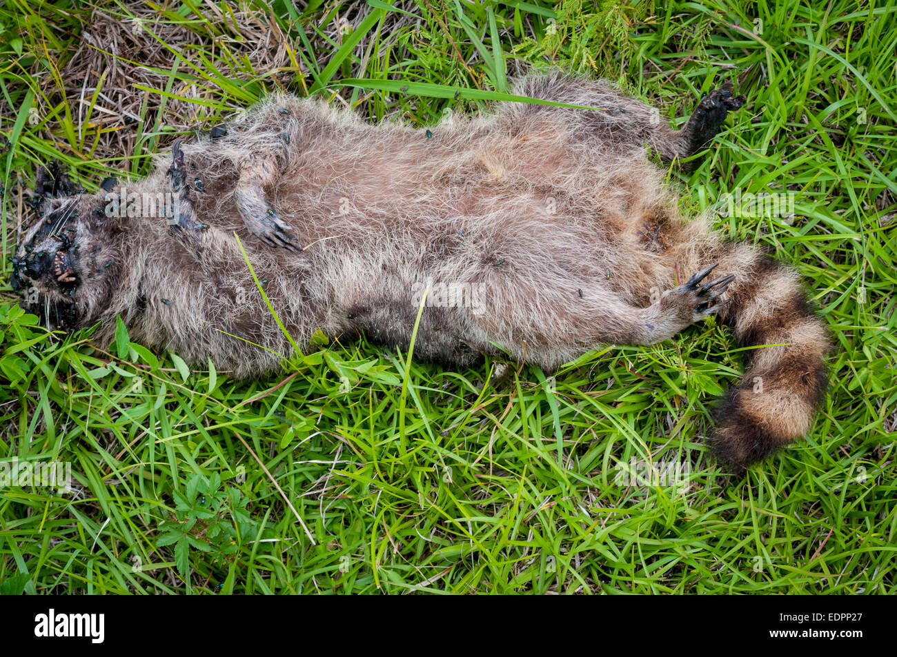 Rigor mortis hi-res stock photography and images - Alamy