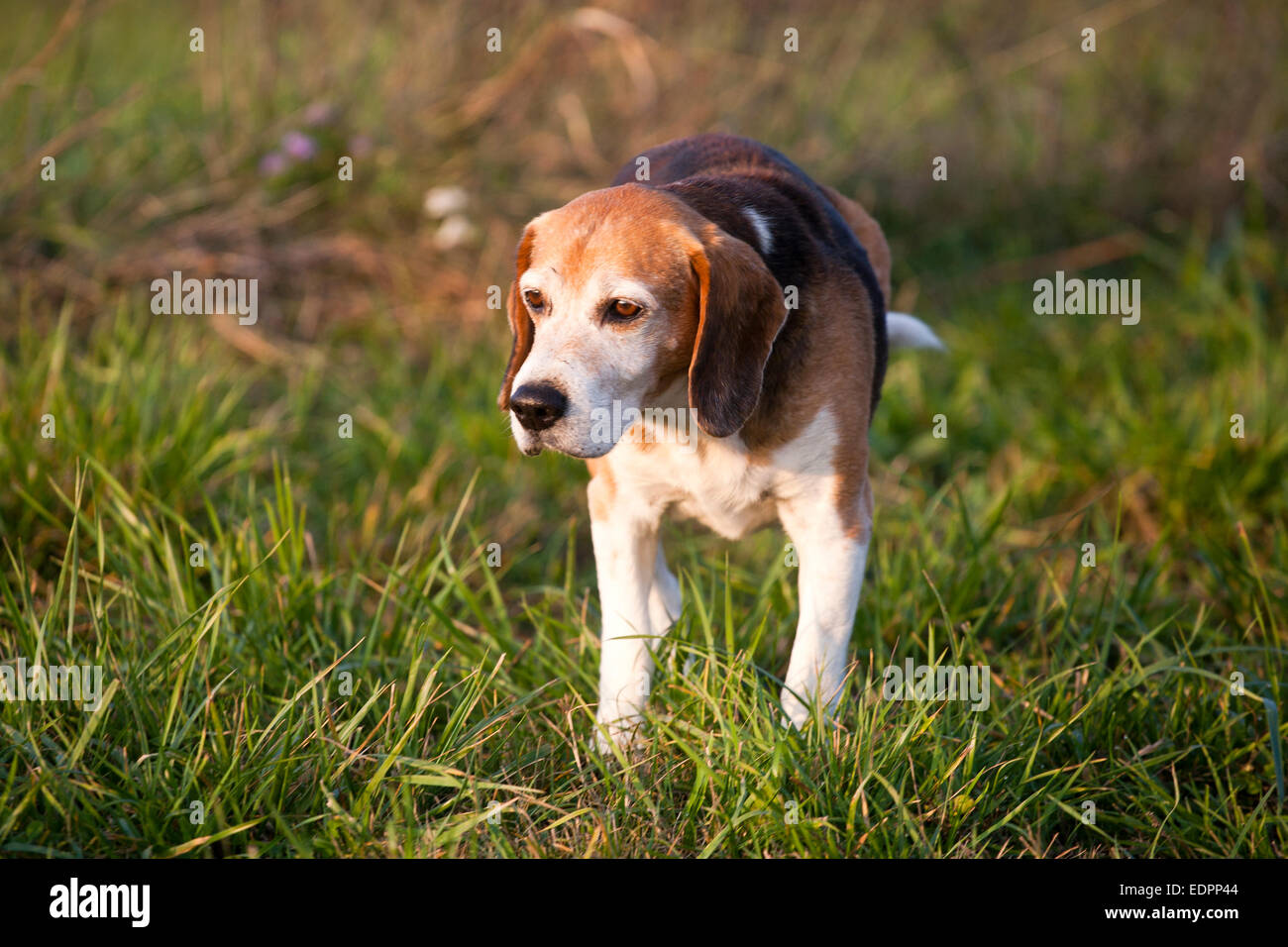 Are Beagles Smart Dogs