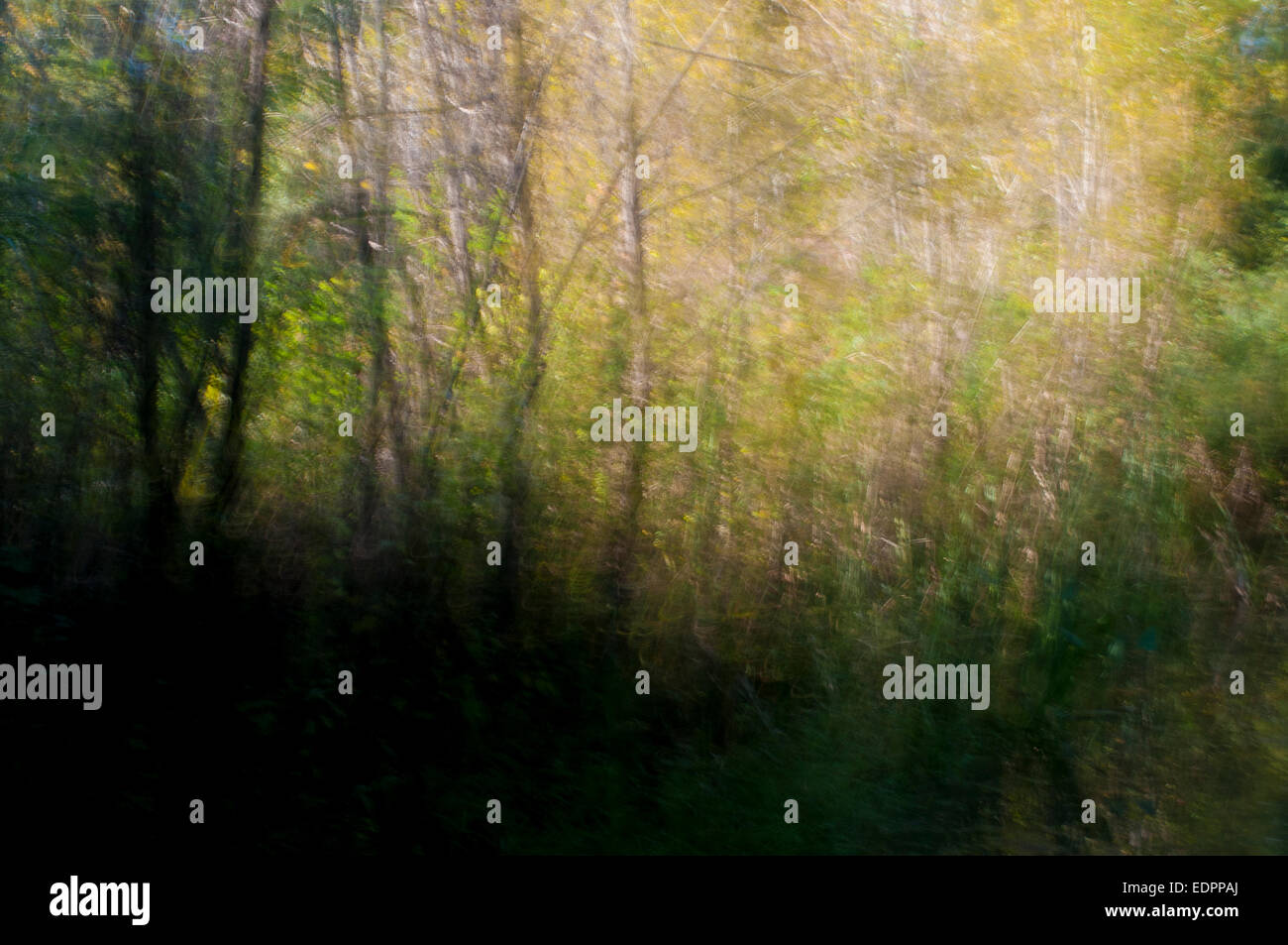 Trees photographed in late afternoon sun with a slow shutter speed and ...