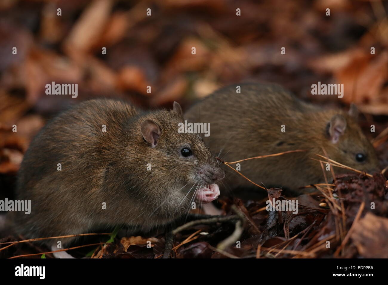 Image of a rat in a park in South Dublin Stock Photo - Alamy
