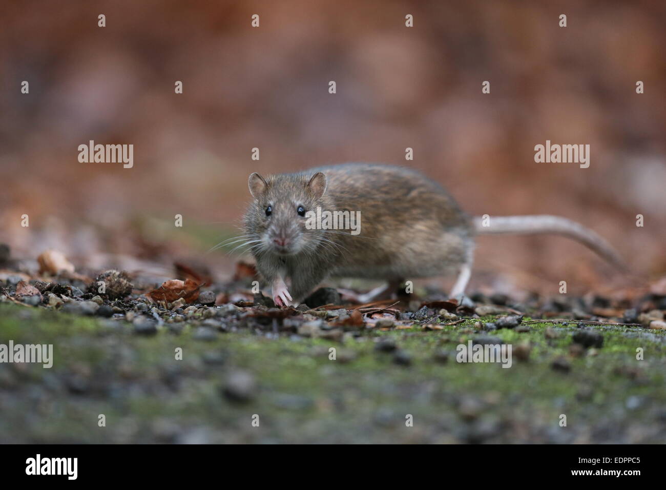 Rats hi-res stock photography and images - Alamy