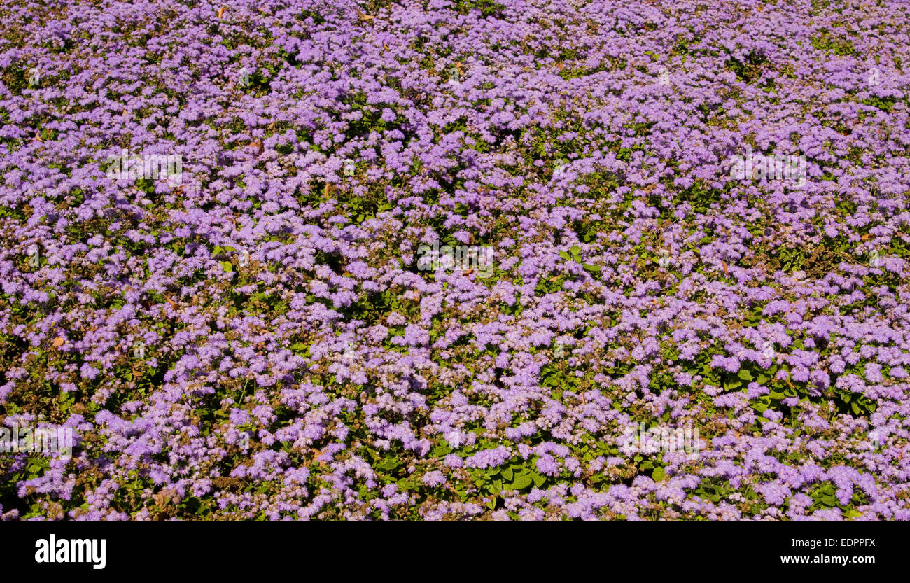 Flower bed with many little blue flowers ageratum Stock Photo - Alamy