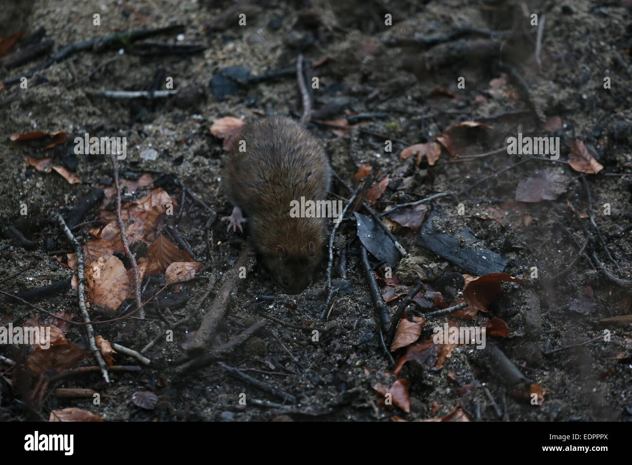 A rat digs into the soil in a park in South Dublin Stock Photo - Alamy