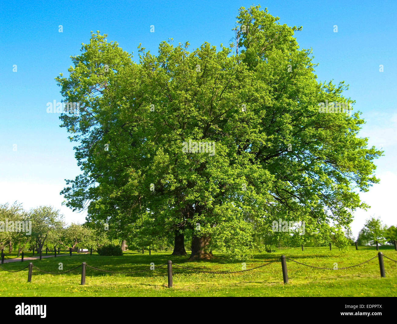 Historical oak trees of 400 years, national park Kolomenskoye, Moscow ...