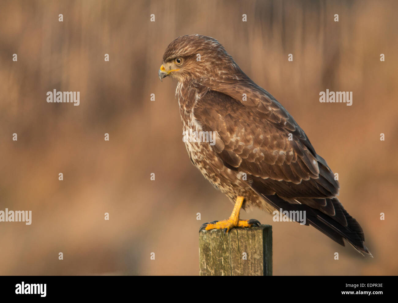 Buzzard uk hi-res stock photography and images - Alamy