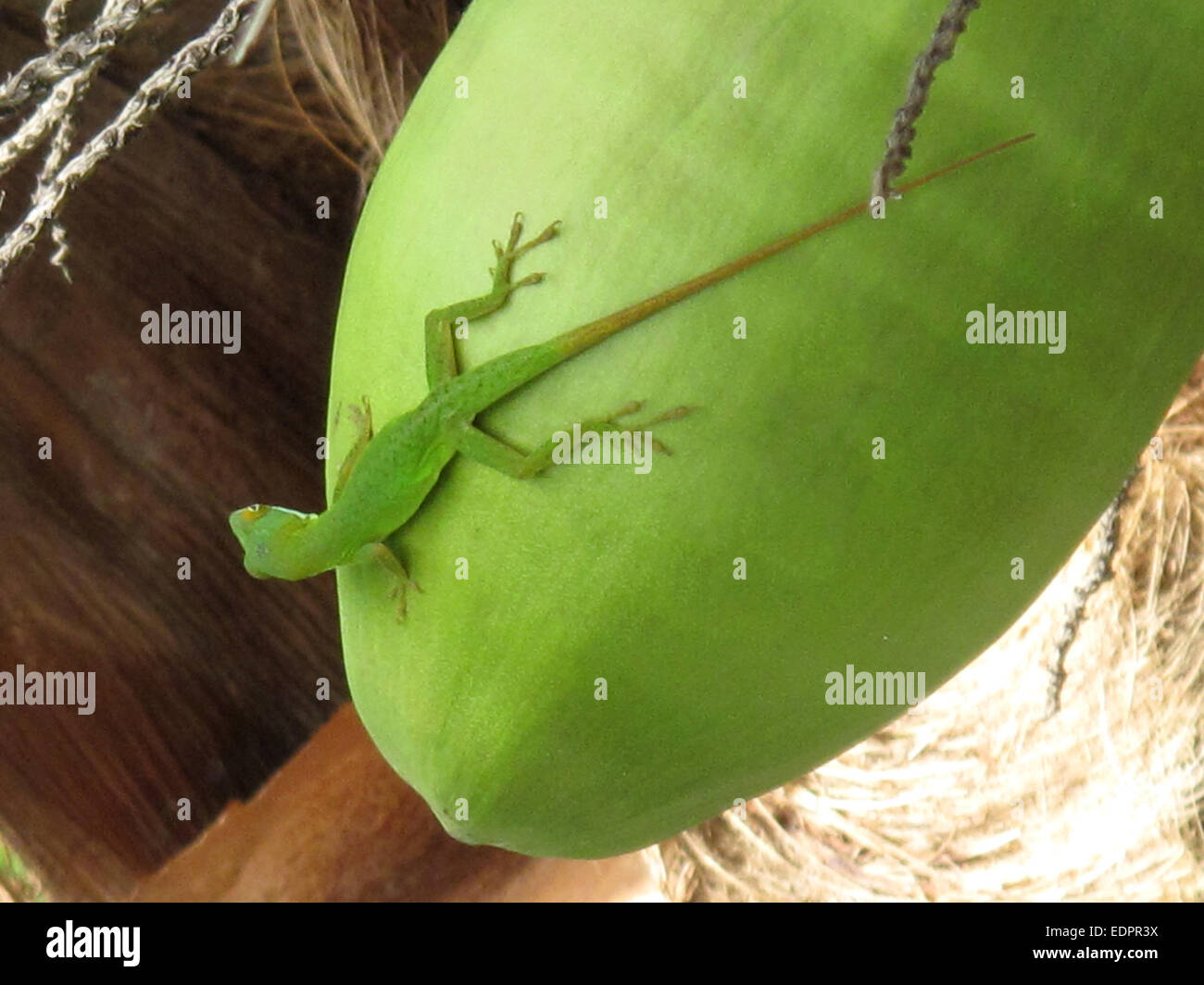 Small coconut tree hi-res stock photography and images - Alamy