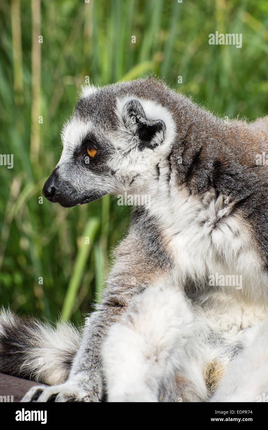 Portrait of a Ring-tailed lemur (Lemur catta). Side view Stock Photo ...