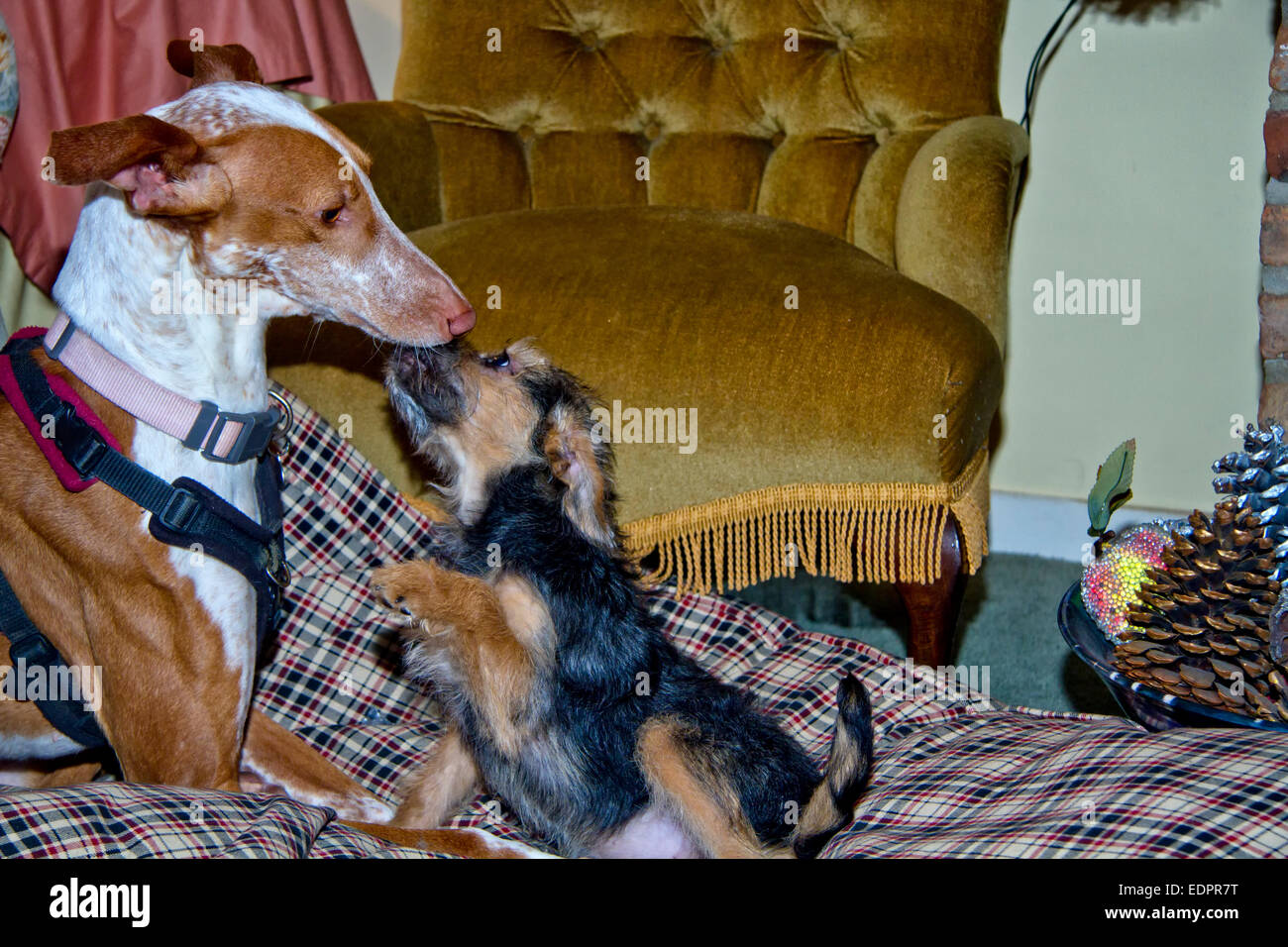 Warren hounds hi-res stock photography and images - Alamy