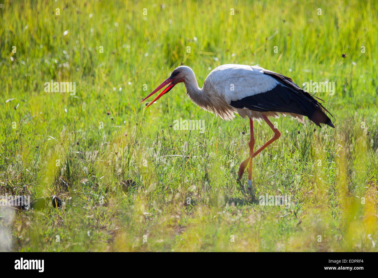 white stork feeding Stock Photo - Alamy