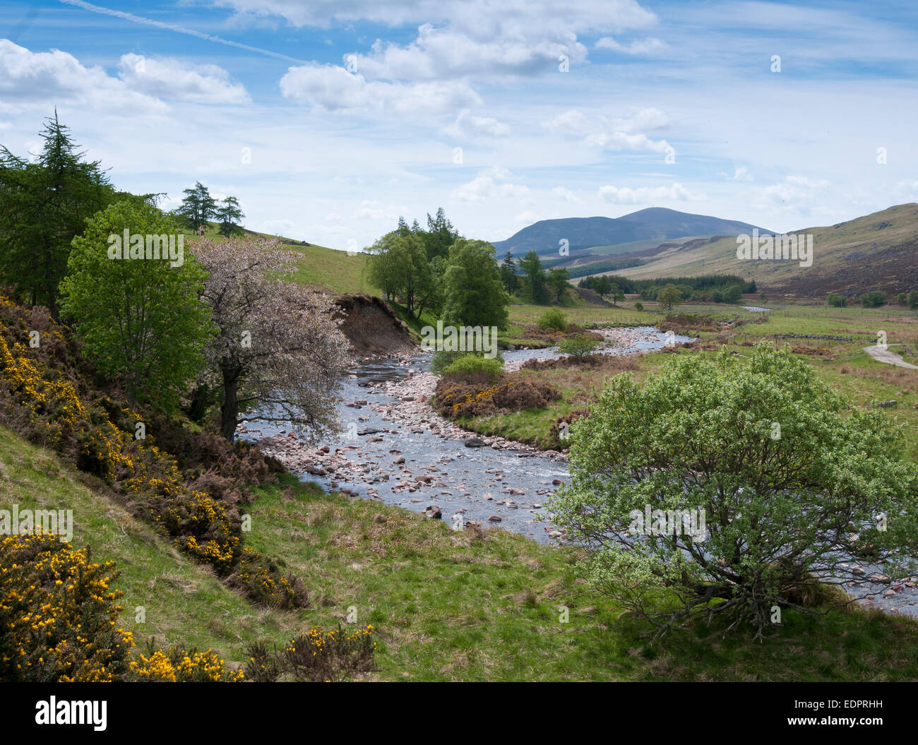 glen isla angus scotland springtime Stock Photo - Alamy