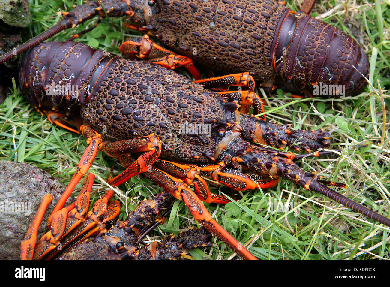 New zealand crayfish hi-res stock photography and images - Alamy