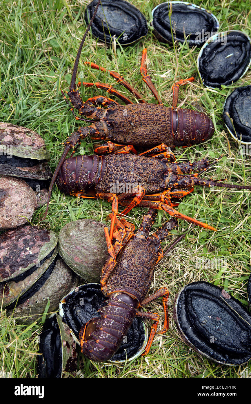 Live abalone hi-res stock photography and images - Alamy
