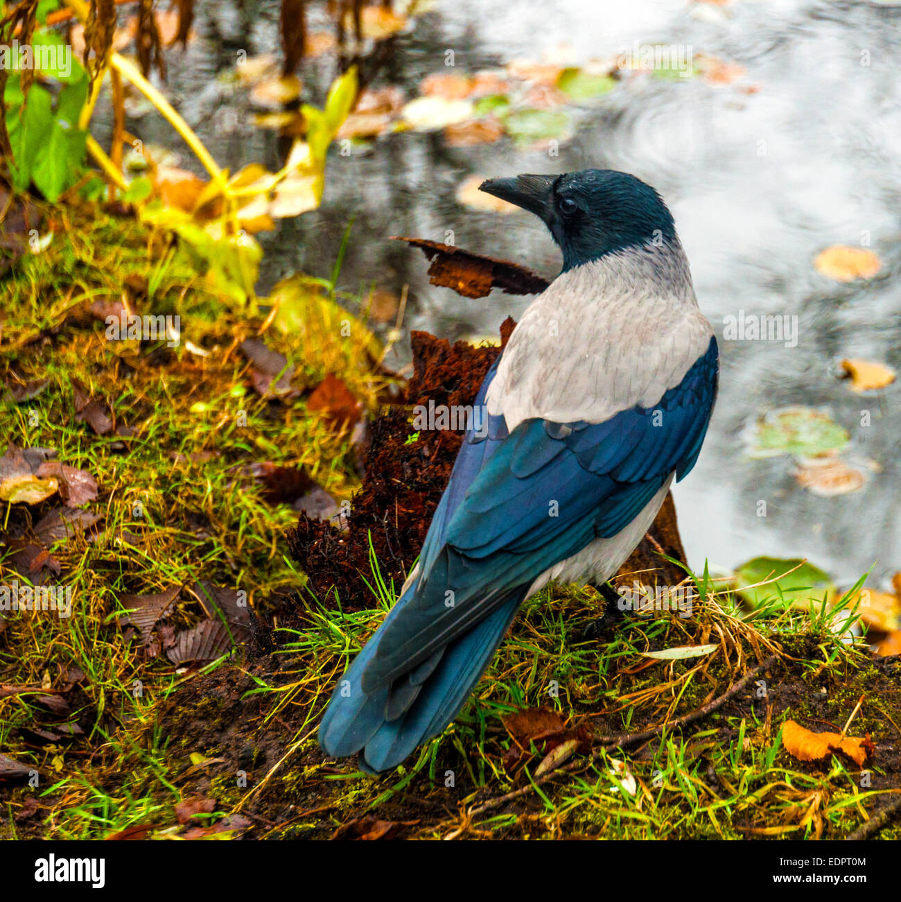Rain crow hi-res stock photography and images - Alamy