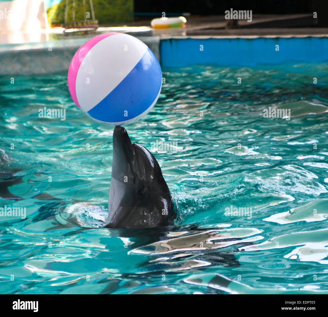 Dophin hi-res stock photography and images - Alamy