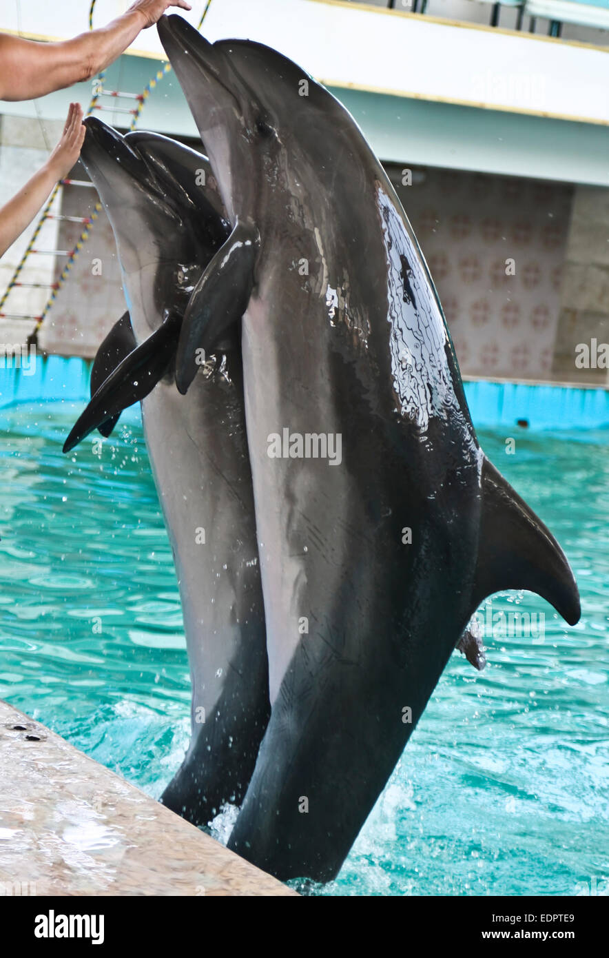 Trained dolphins on show Stock Photo - Alamy