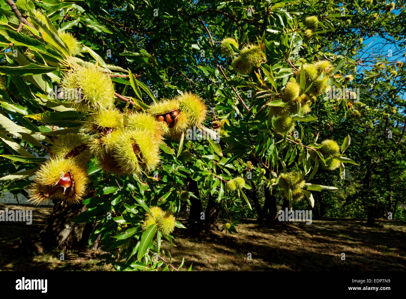 Chesnuts hi-res stock photography and images - Alamy