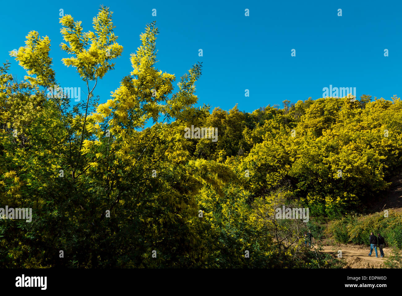 The Mimosa Forest, Massif Of Tanneron, Var,French Riviera, France Stock ...