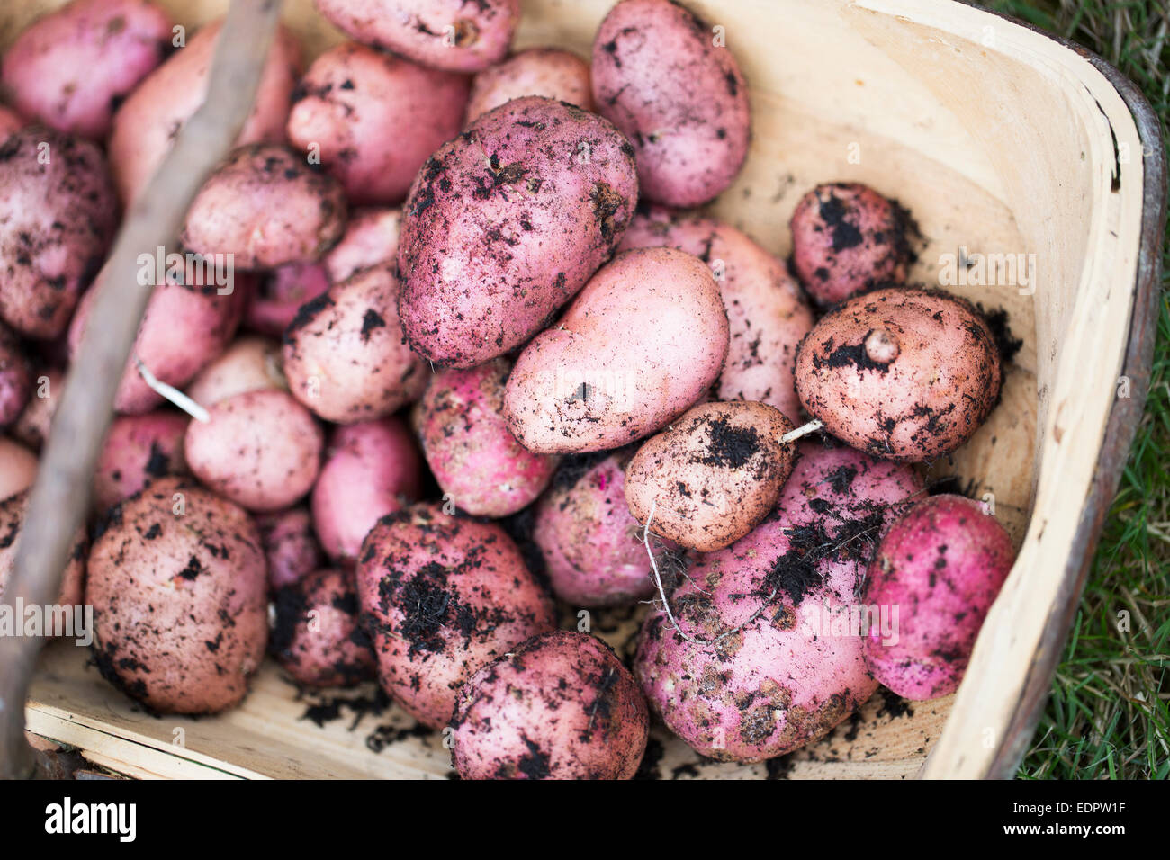 Harvest fresh potatoes in hi-res stock photography and images - Alamy