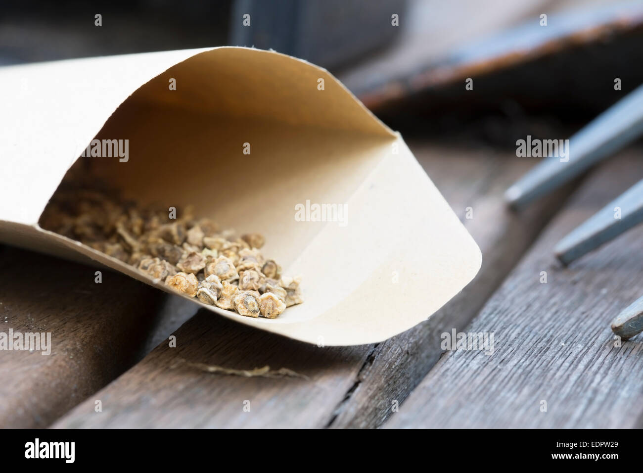 Beetroot seeds spilling out of packet, ready to be planted Stock Photo ...