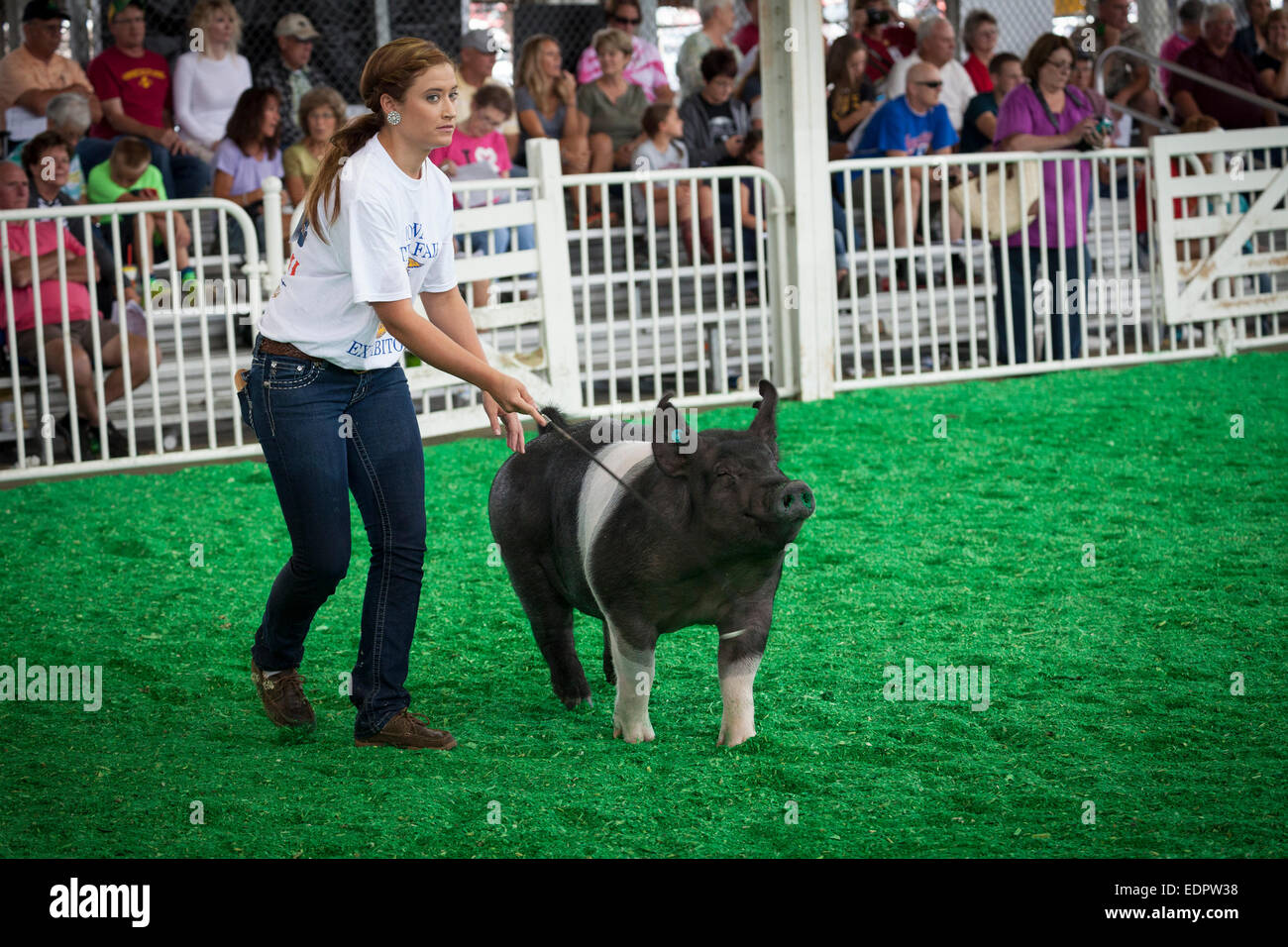 Girl guiding her pig during the swine competition. Iowa State Fair, Des ...