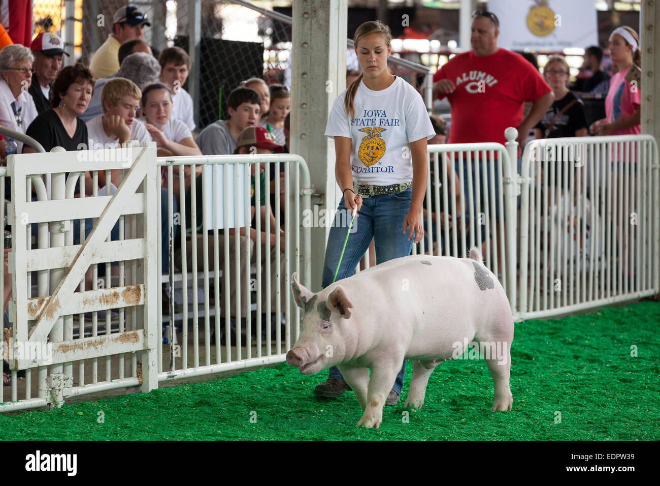 Iowa state fair pig hi-res stock photography and images - Alamy
