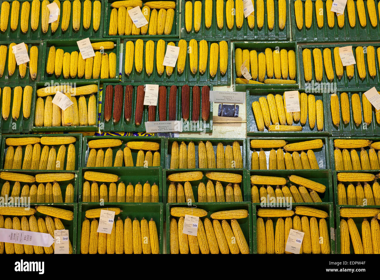 Corn competition. Iowa State Fair, Des Moines Stock Photo - Alamy