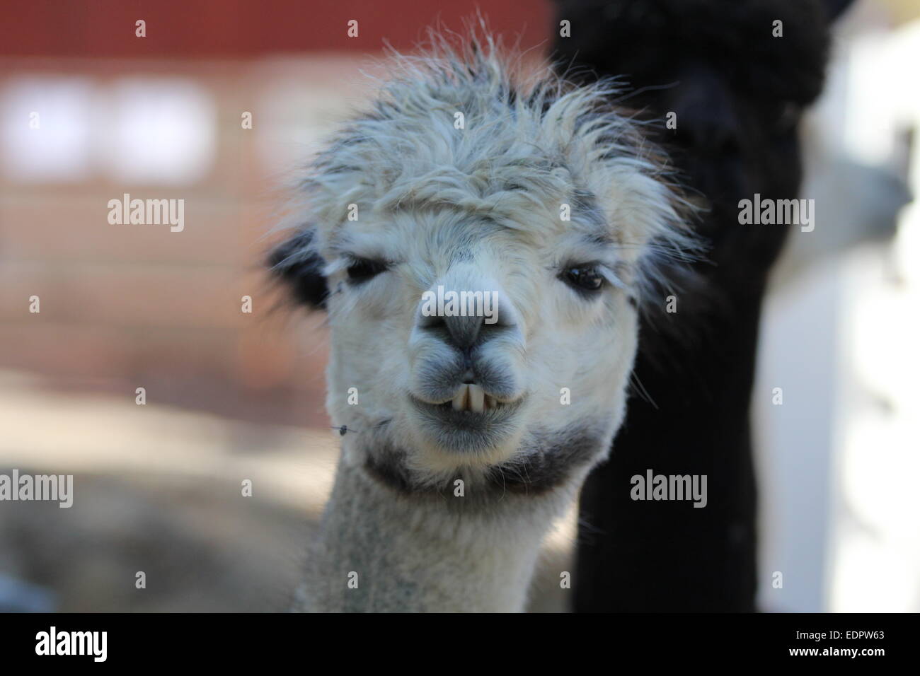 Buck tooth hi-res stock photography and images - Alamy