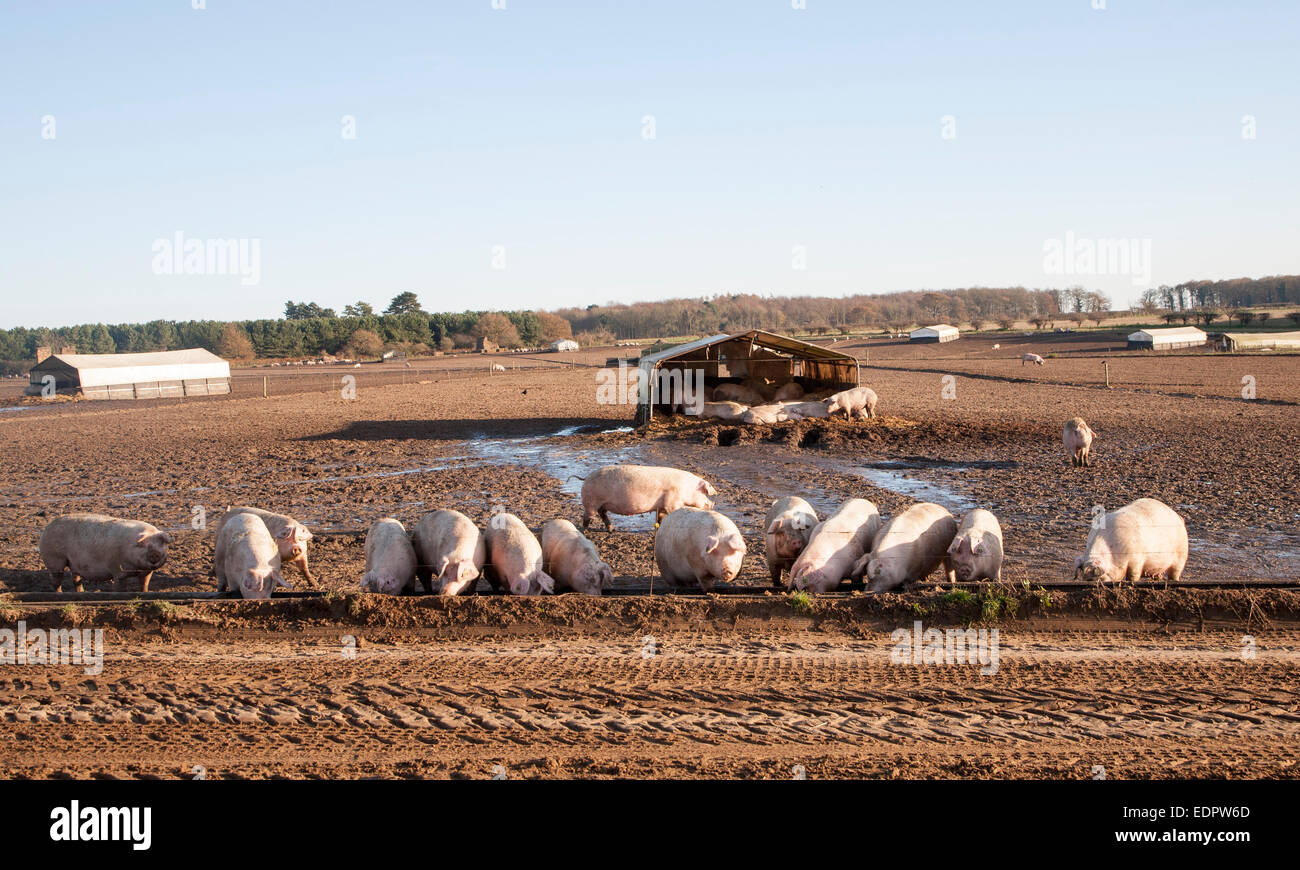 Free Range pig farming, Tunstall, Suffolk, England, UK pigs feeding ...