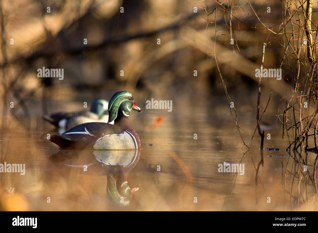 Decoy Hunting High Resolution Stock Photography and Images - Alamy