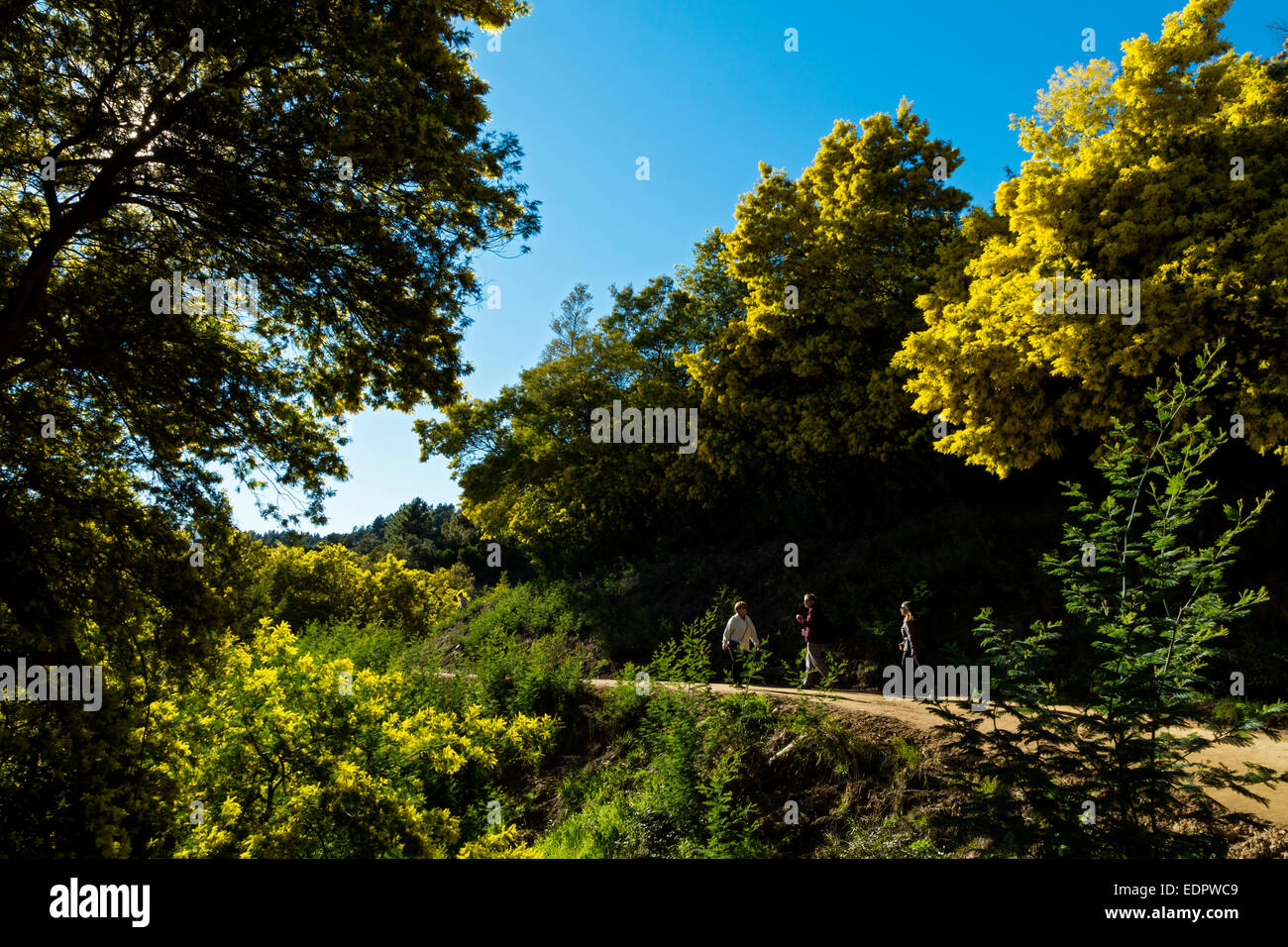 Tanneron forest hi-res stock photography and images - Alamy