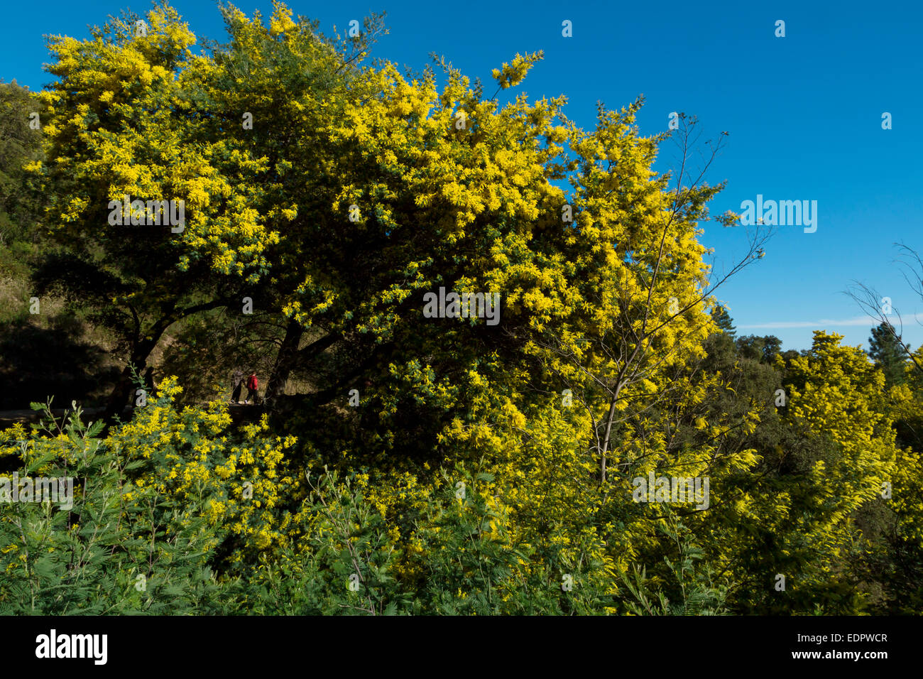 The Mimosa Forest, Massif Of Tanneron, Var,French Riviera, France Stock ...