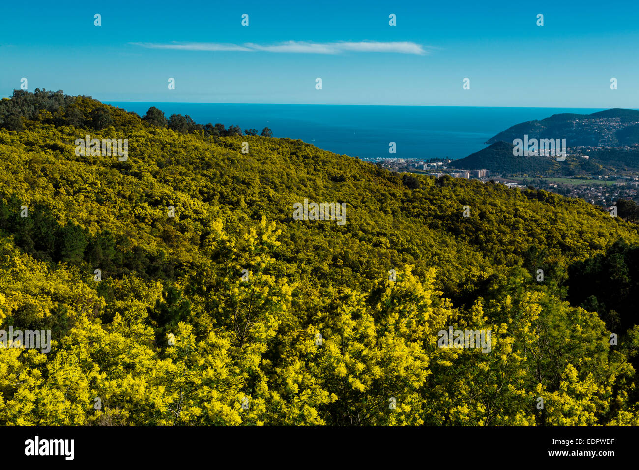 The Mimosa Forest, Massif Of Tanneron, Var,French Riviera, France Stock ...