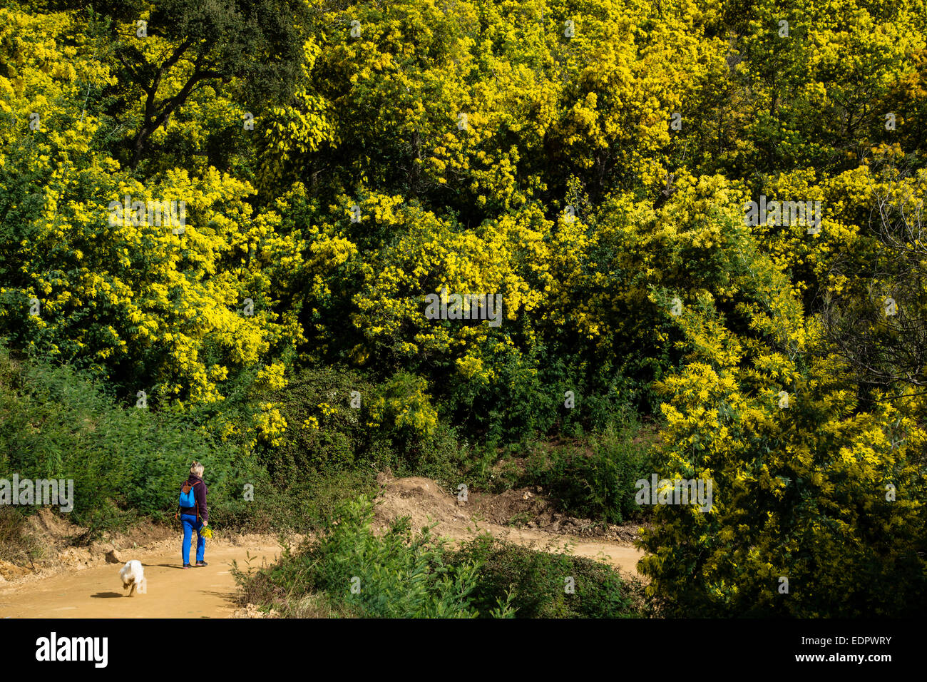 The Mimosa Forest, Massif Of Tanneron, Var,French Riviera, France Stock ...