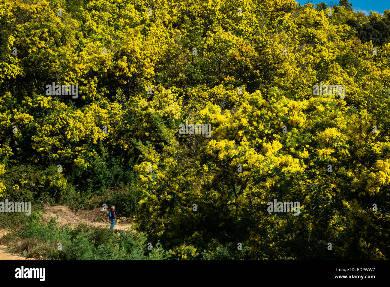 The Mimosa Forest, Massif Of Tanneron, Var,French Riviera, France Stock ...