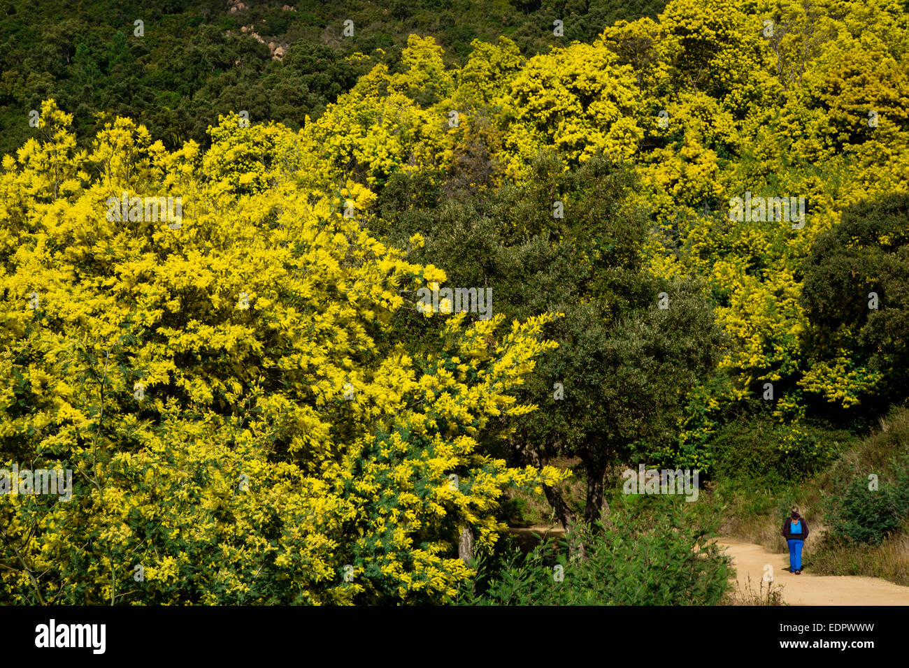 The Mimosa Forest, Massif Of Tanneron, Var,French Riviera, France Stock ...