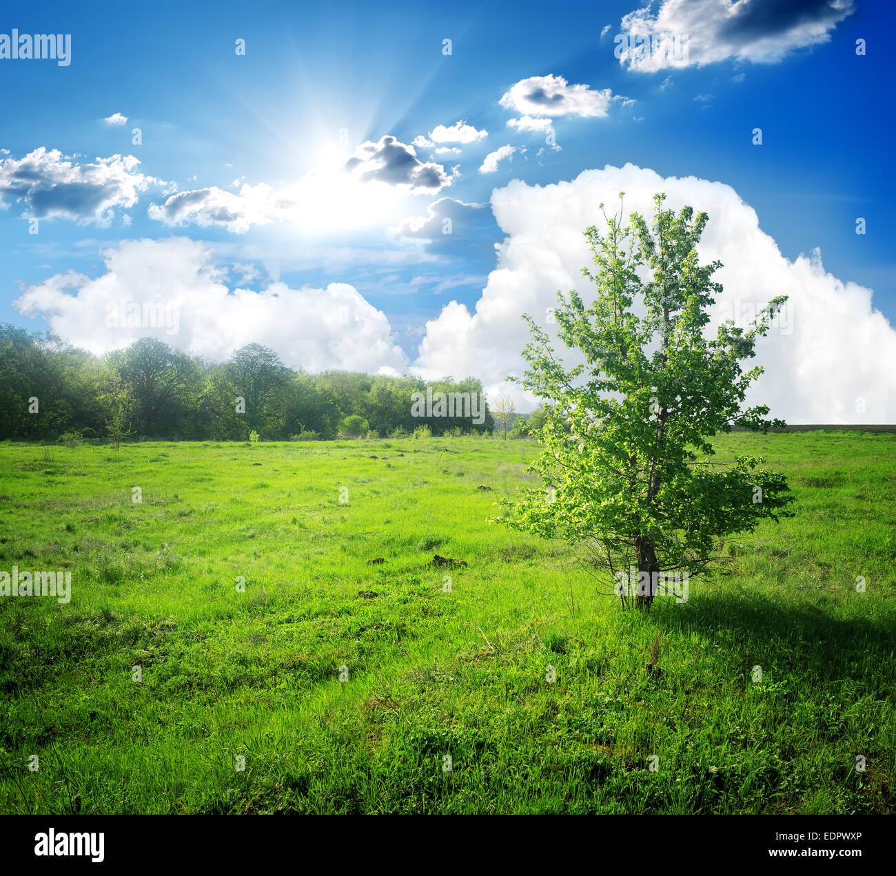 Little tree hi-res stock photography and images - Alamy