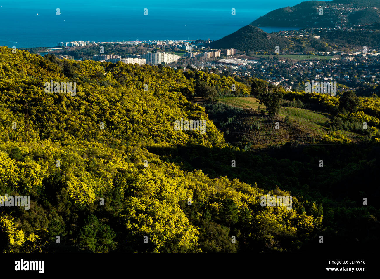 Tanneron Forest High Resolution Stock Photography and Images - Alamy