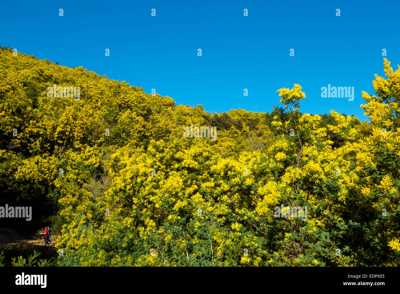 The Mimosa Forest, Massif Of Tanneron, Var,French Riviera, France Stock ...