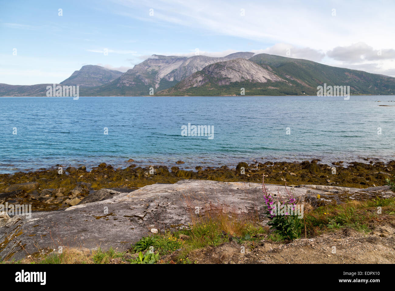 Picture of a fjord in norway, with some stones and a plant in front ...