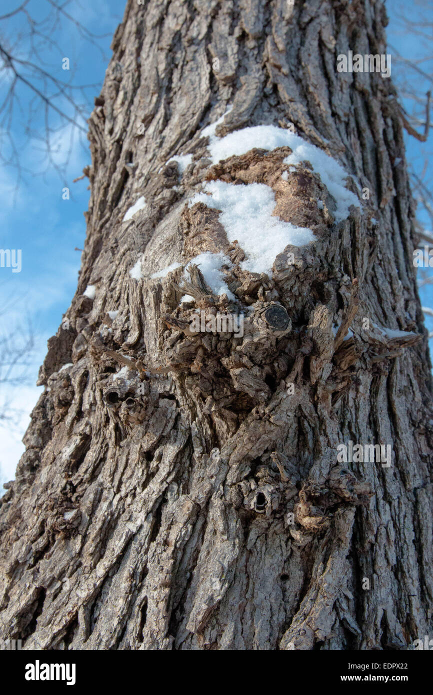 Knotted oak tree Stock Photo - Alamy