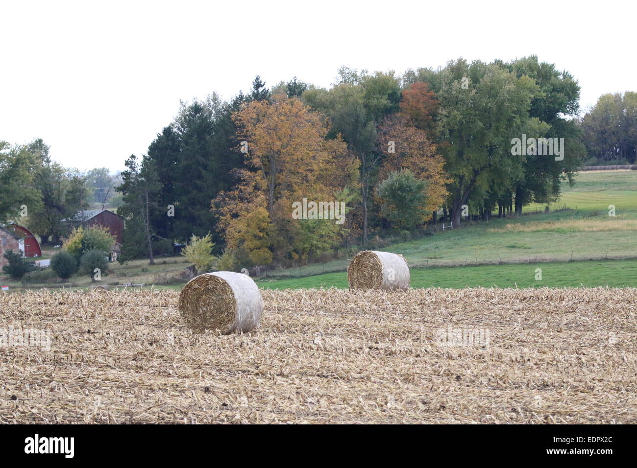 Bales in corn field Stock Photo - Alamy