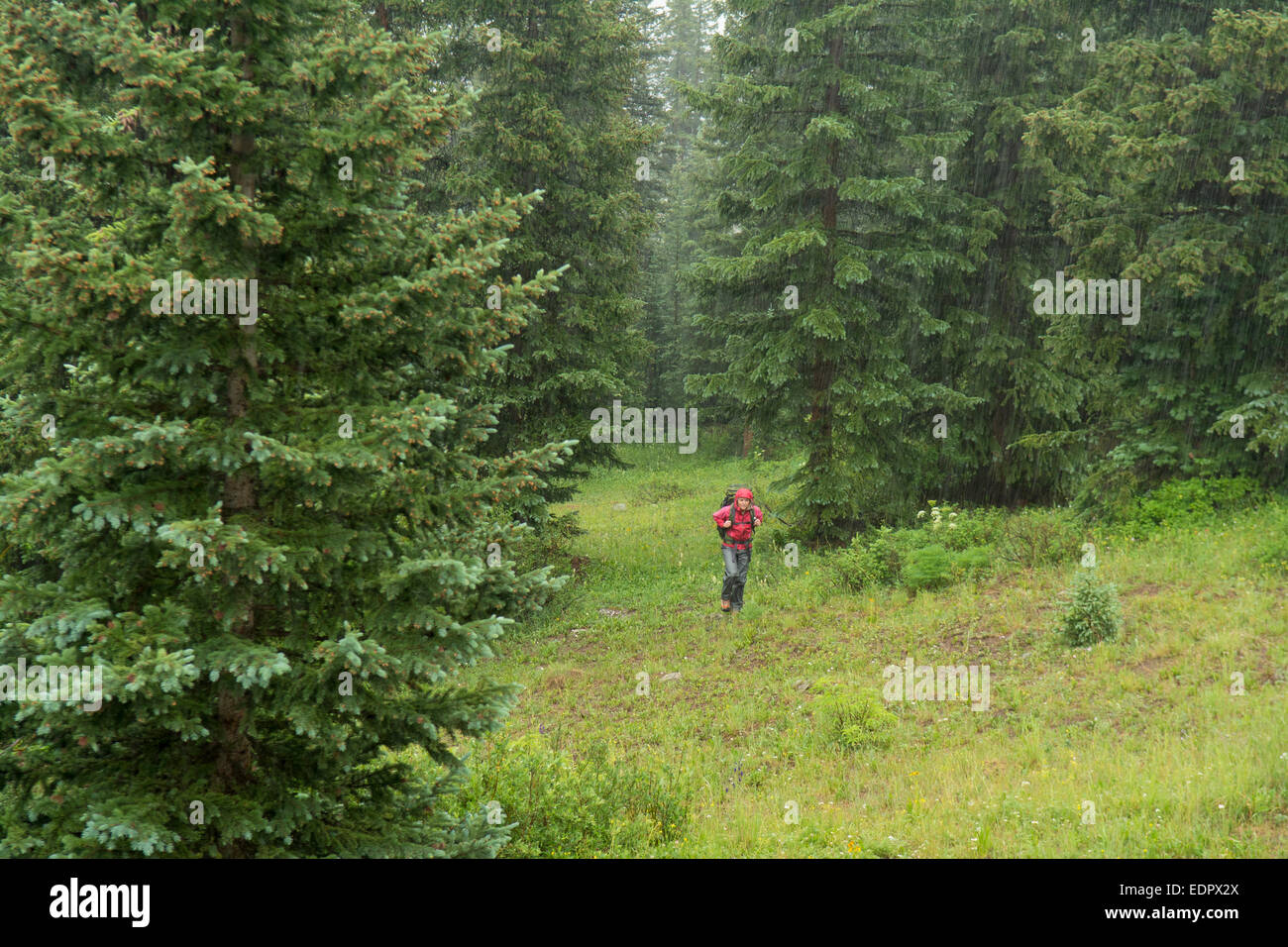 A woman hiking in a rainstorm on Molas Pass, San Juan National Forest ...