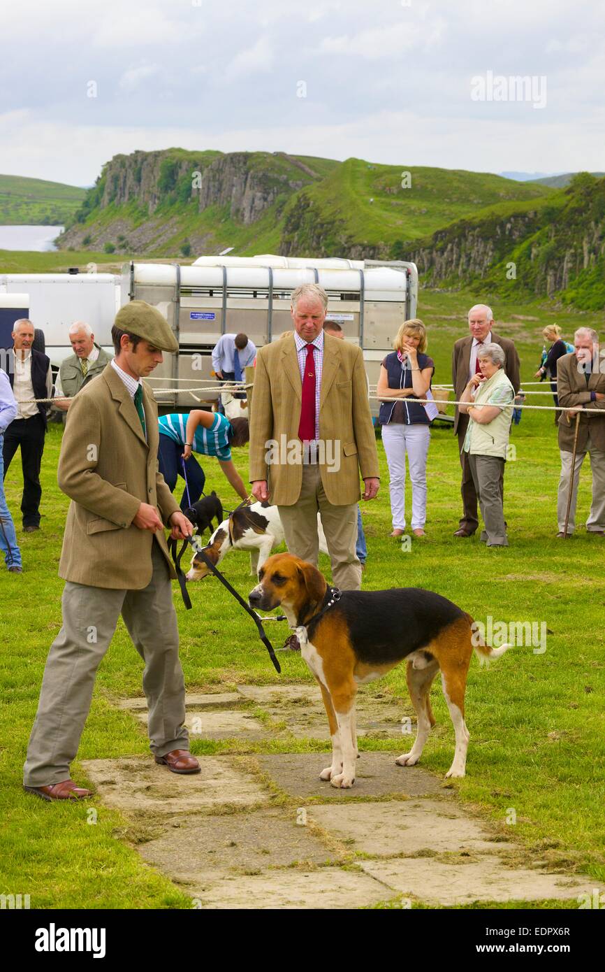 Man showing Foxhound. The Roman Wall Show, Steel Rigg Hadrian's Wall ...