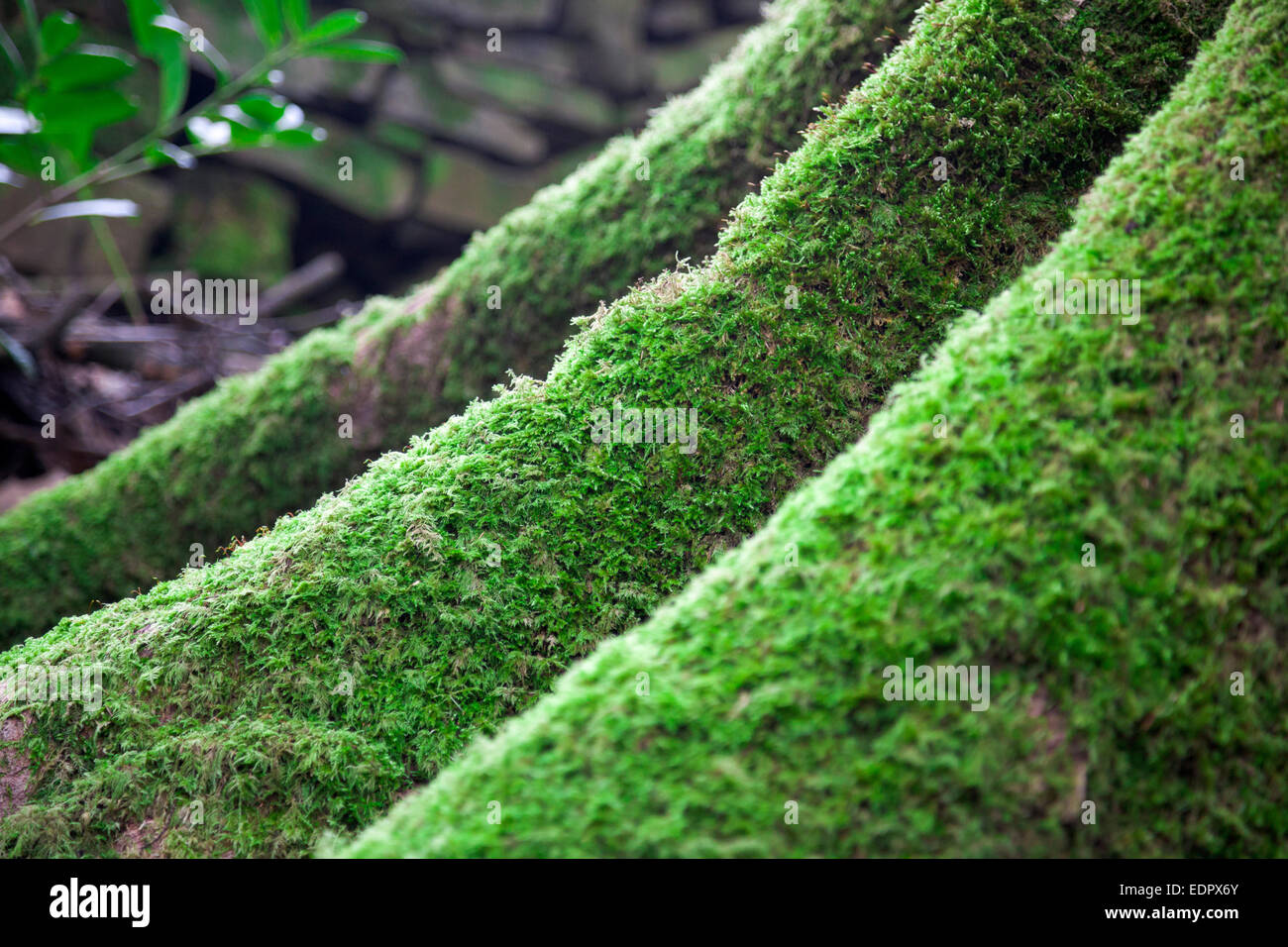 Moss tree roots hi-res stock photography and images - Alamy