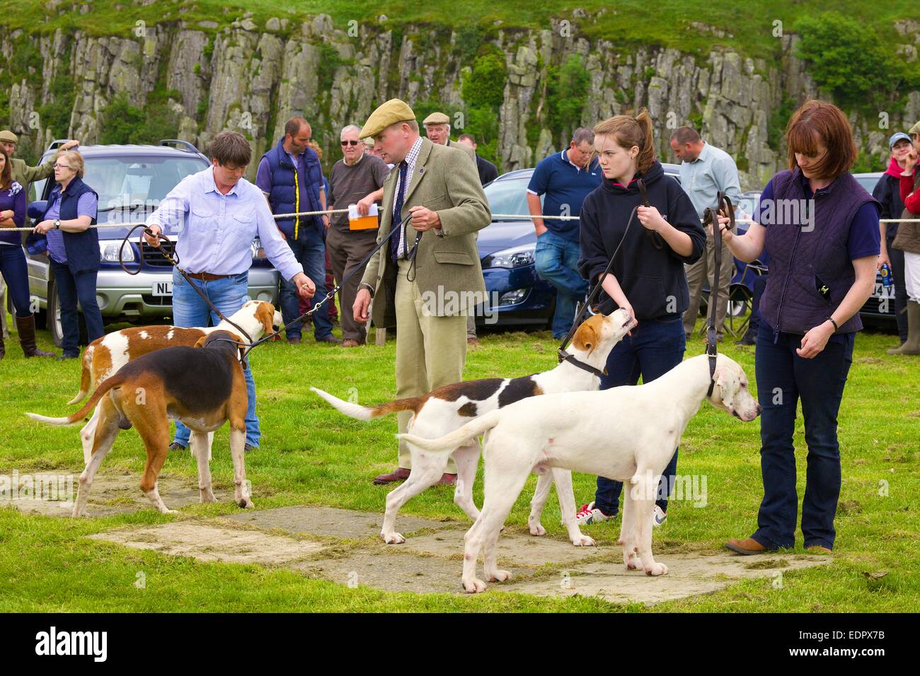 Dog judging hi-res stock photography and images - Alamy