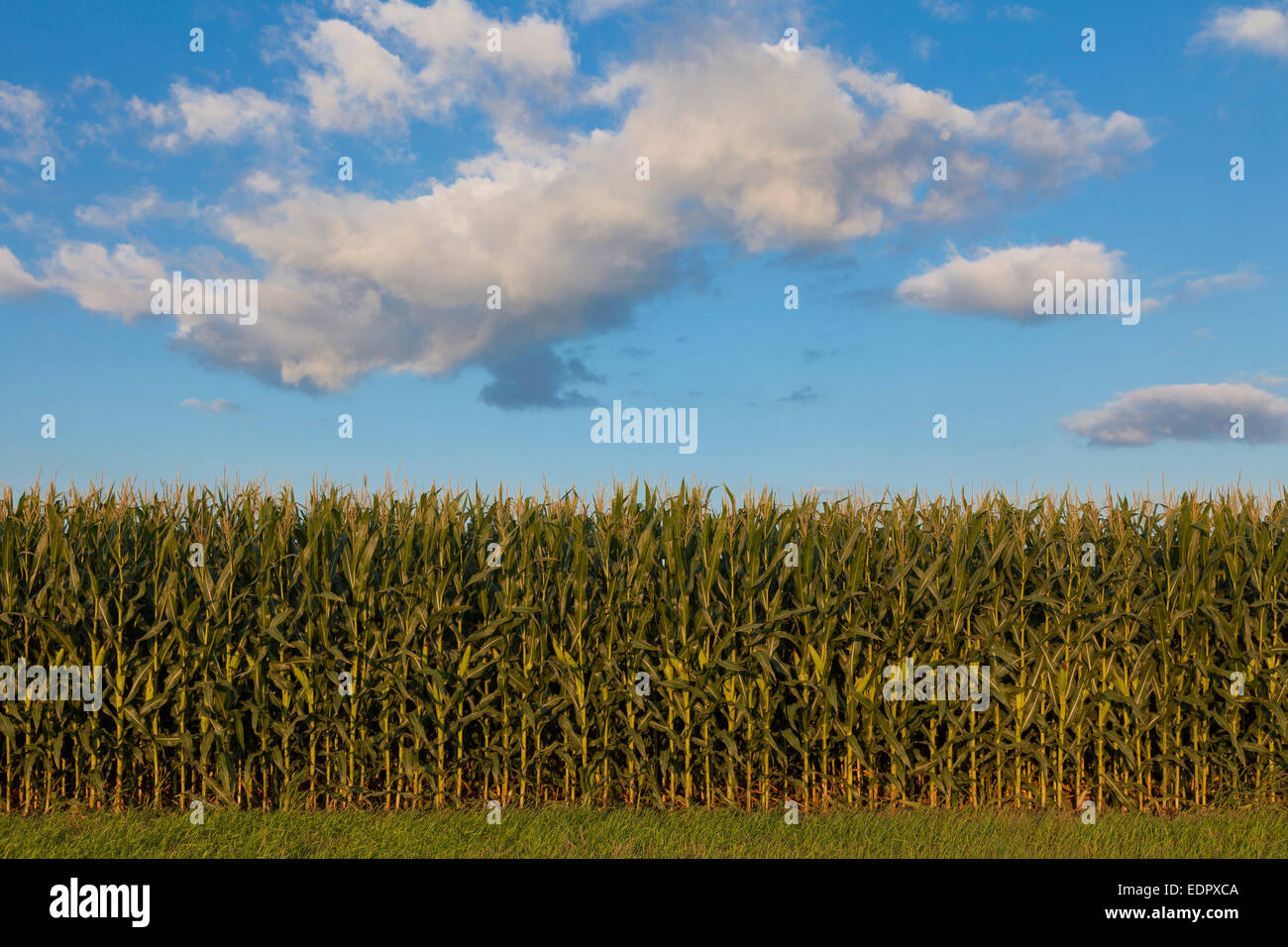 Corn field, Iowa Stock Photo - Alamy