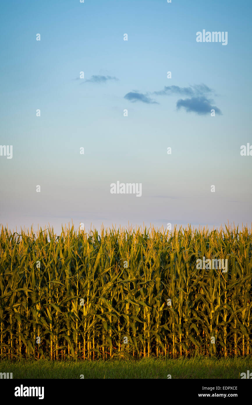 Corn field near Nevada Iowa Stock Photo - Alamy