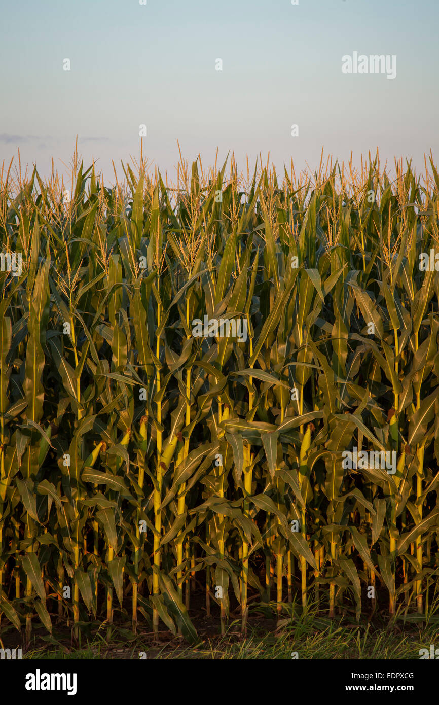 Midwest vertical hi-res stock photography and images - Alamy