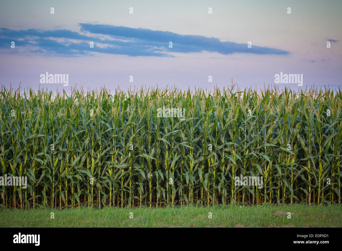 Corn field at dusk Stock Photo - Alamy