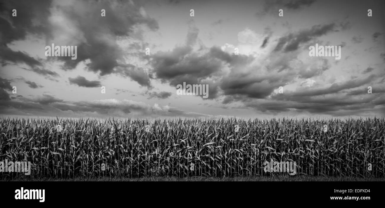 Corn crops field Black and White Stock Photos & Images - Alamy